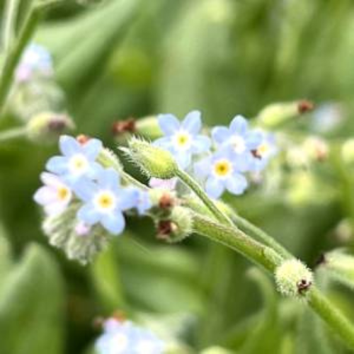 Forget Me Nots - Azure Blue – Morning Star Seed Company